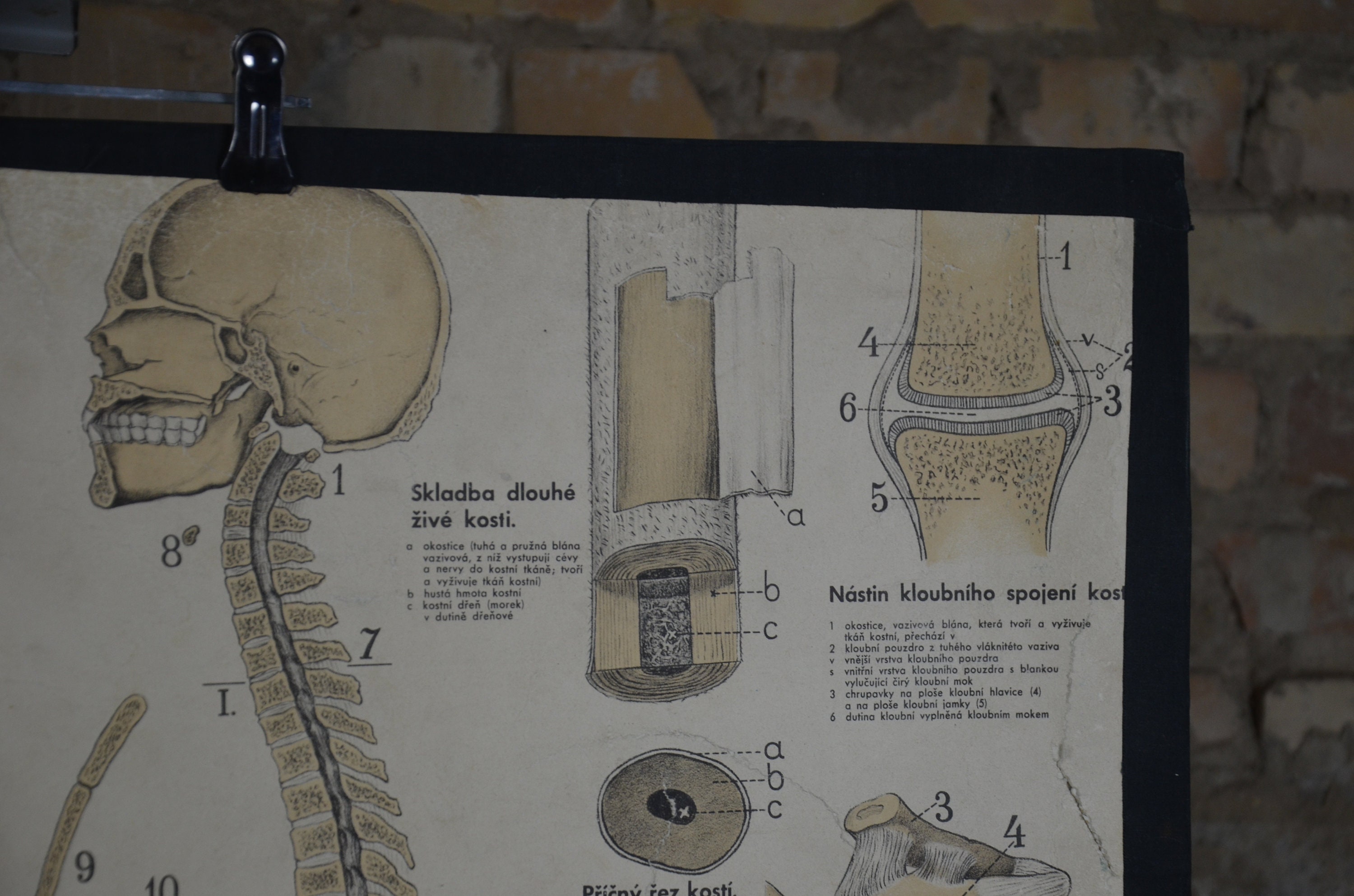 Human Skeleton, Anatomy: Original Vintage Distressed 1950s Educational ...
