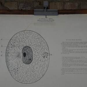 Animal Cell Mitosis: Original Vintage 1960s Czech Educational Poster ...