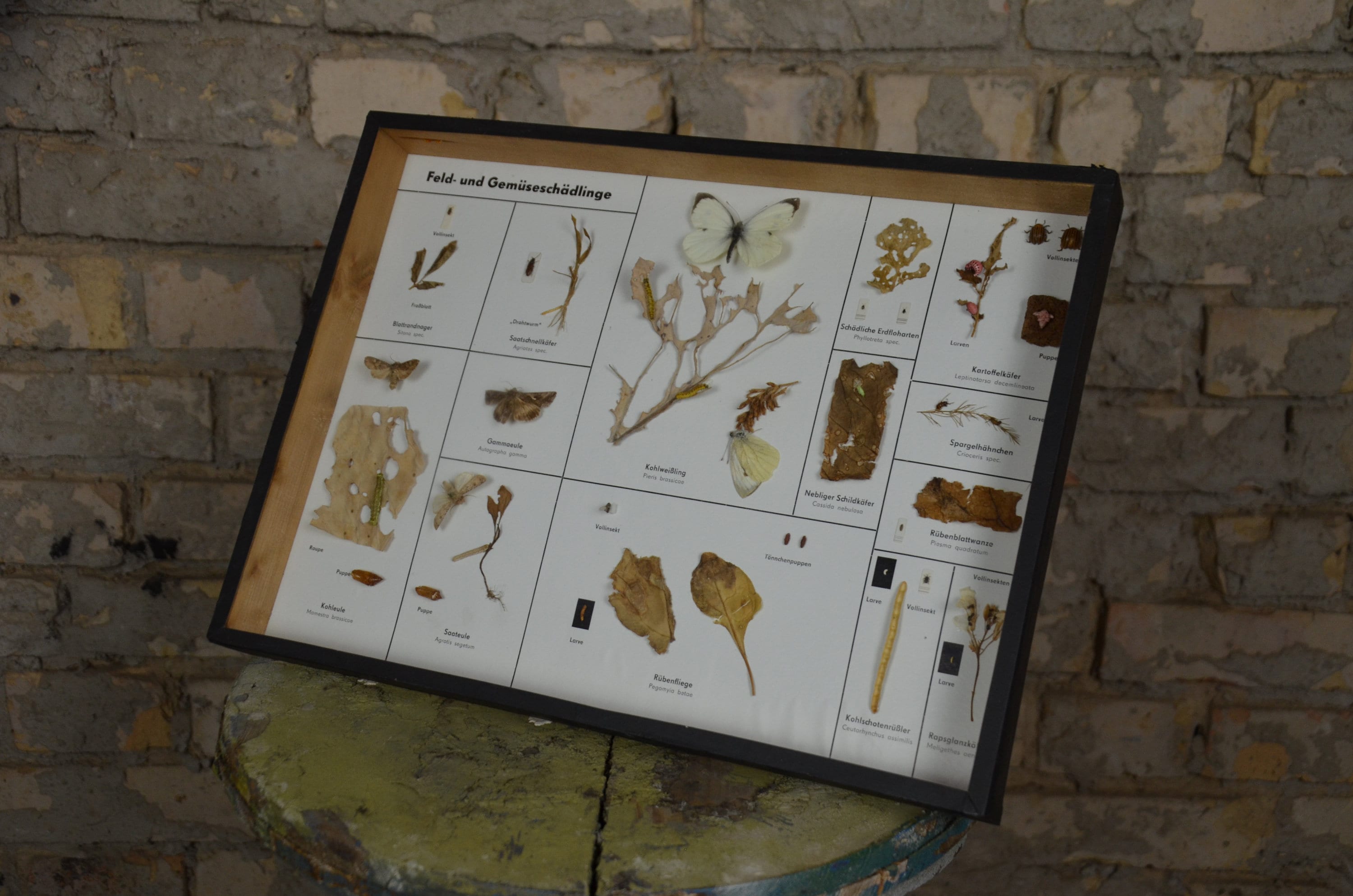Garden Pest Insects: Original Antique 1950s Educational German School ...