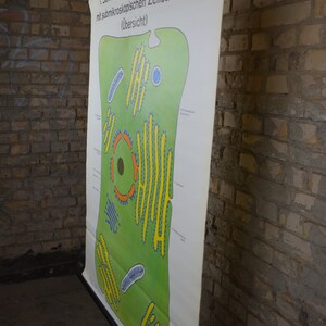 Animal Cell Microscope Section: Original Vintage 1970s German ...