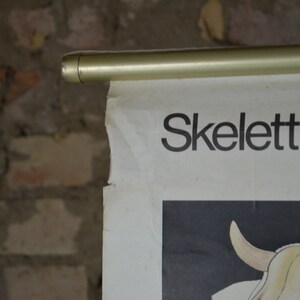 Cow Skeleton, Cattle, Beef: Original Vintage 1980s German Educational ...