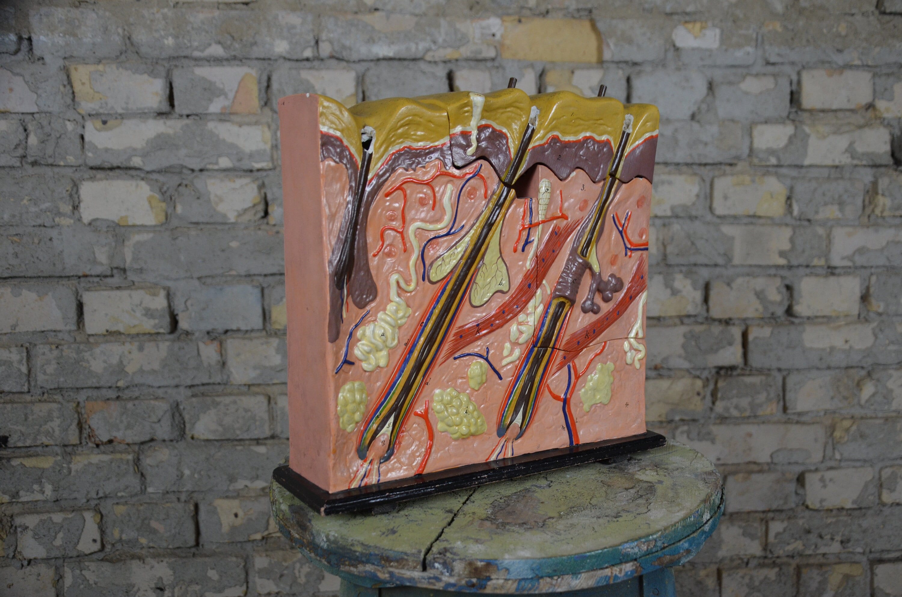 Human Skin, Antique Anatomy Model: Original Vintage 1920s German ...