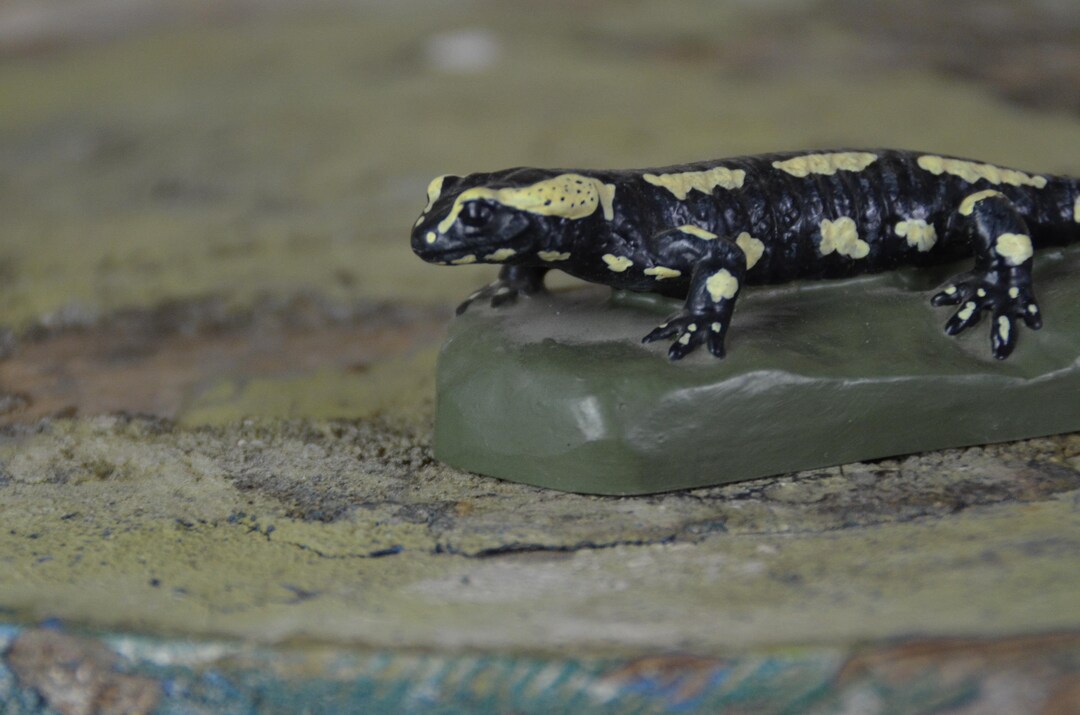 Fire Salamander, Vintage Anatomy Model: Original 1950s German Antique ...