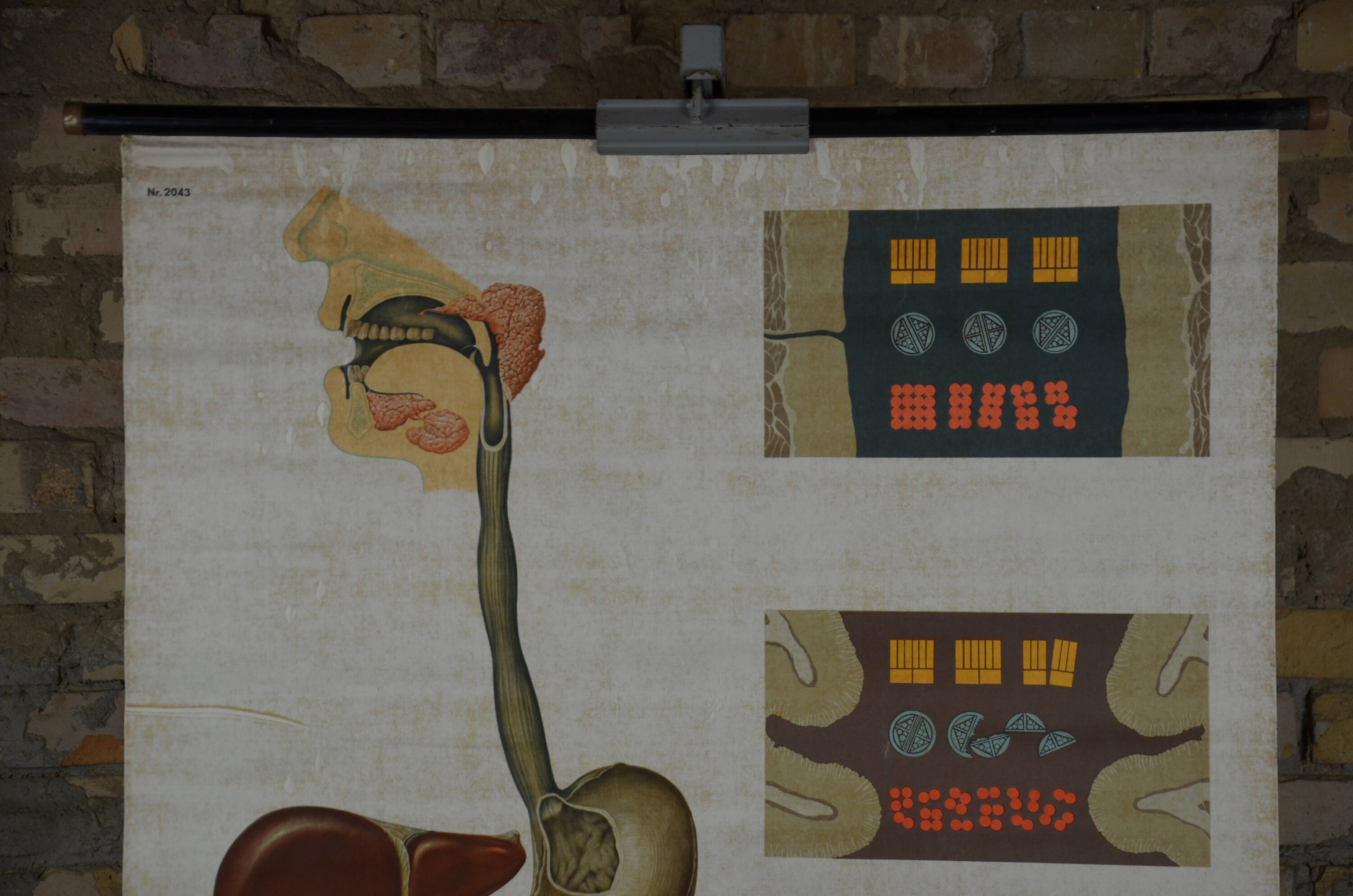 Human Digestive Tract Anatomy: Original Vintage 1960s German Medical ...