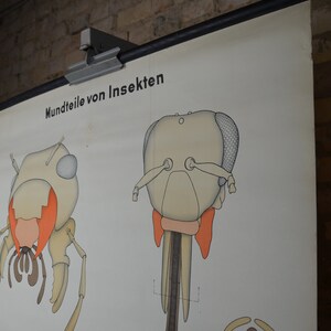 Insect Mouthparts, Anatomy: Original Vintage German 1960s Educational ...