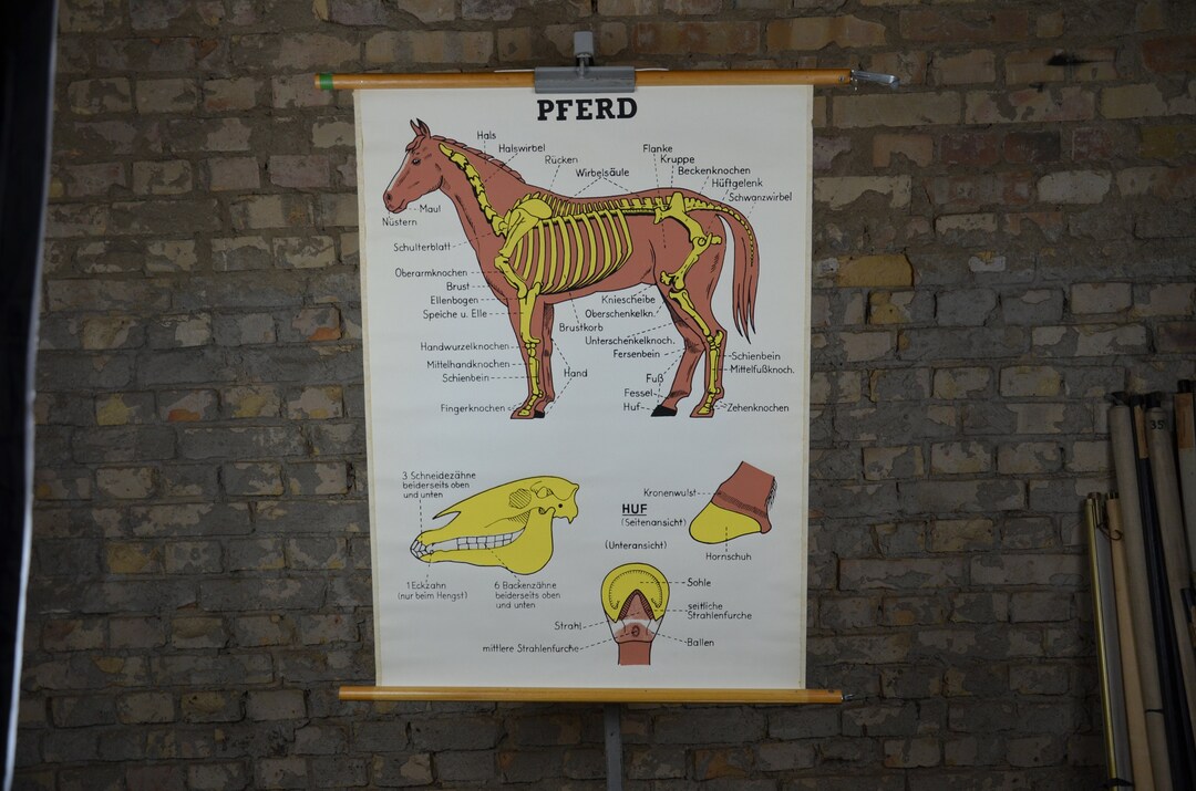Horse Anatomy: Original Vintage 1970s German Veterinary Poster School ...