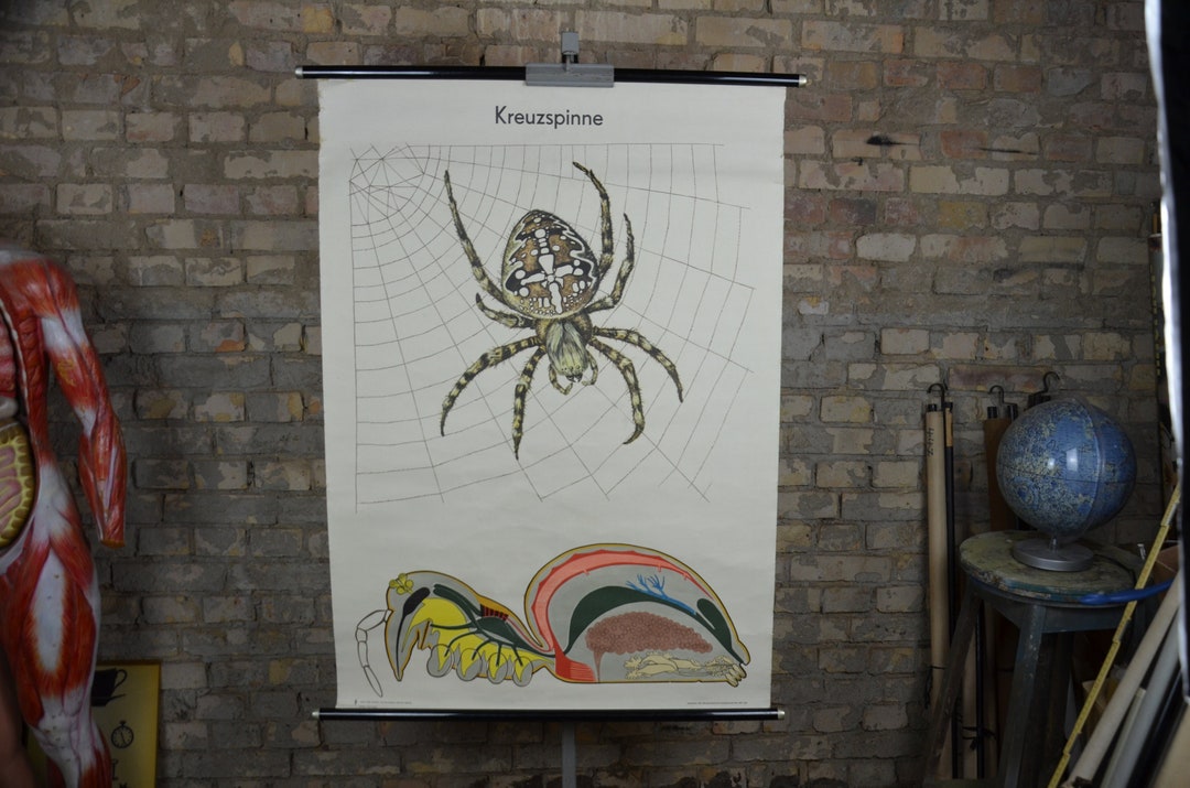 Cross Spider Anatomy: Original Vintage German 1960s Educational Poster ...