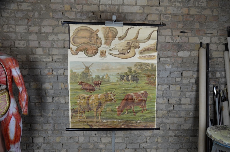 Cattle Anatomy: Original Antique 1900s German Educational Poster School ...