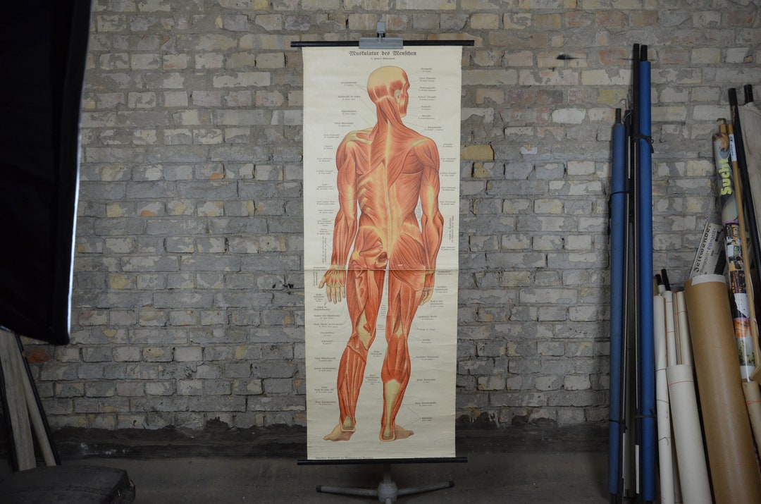 Ecorché Human Anatomy, Male Body: Original Antique 1920s German ...
