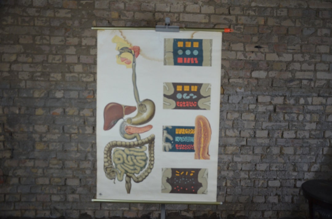Human Anatomy, Digestive Tract: Original Vintage 1960s German Medical ...