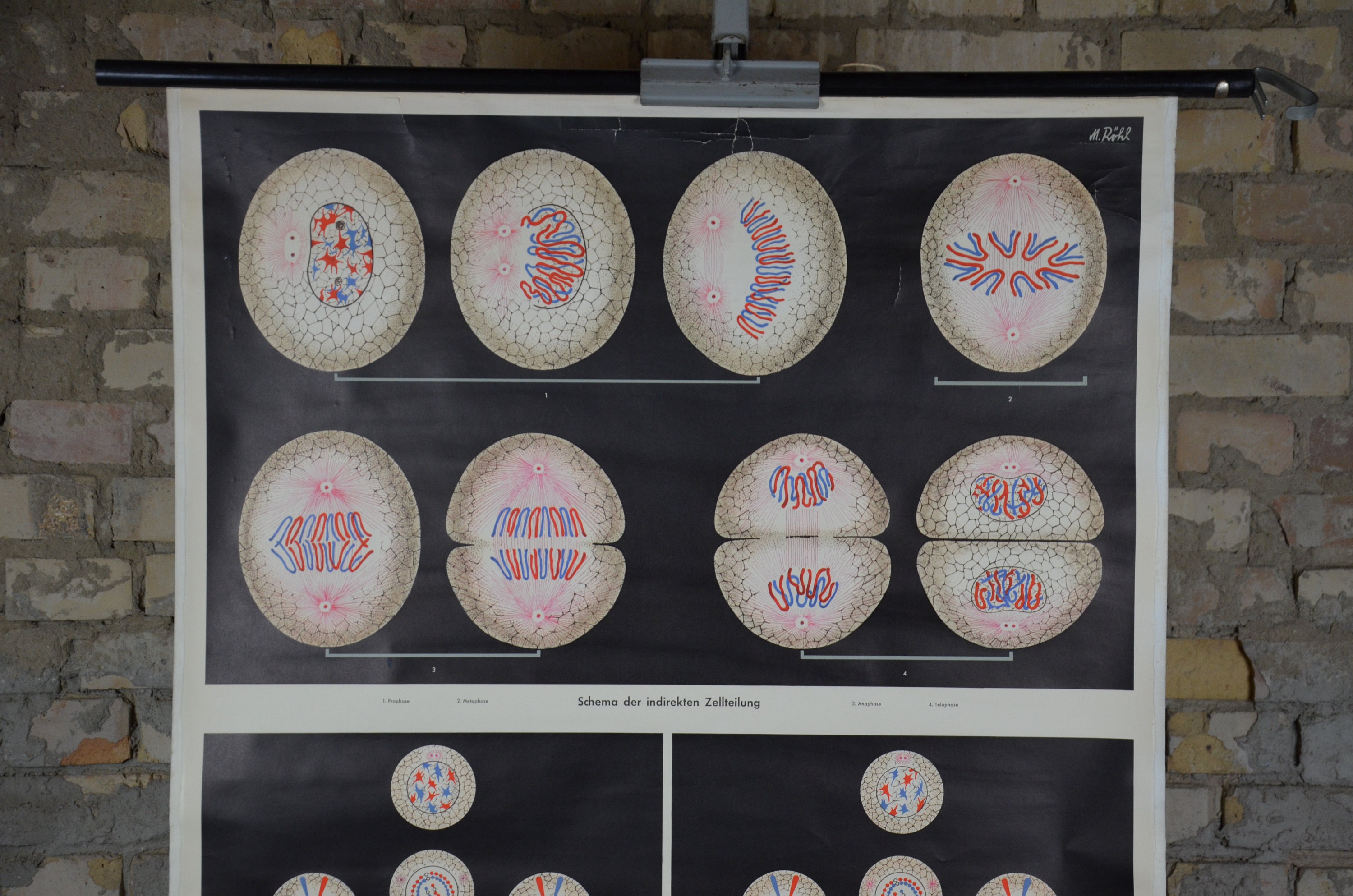 Human Mitosis, Oogenesis, Spermatogenesis: Original Vintage 1960s ...