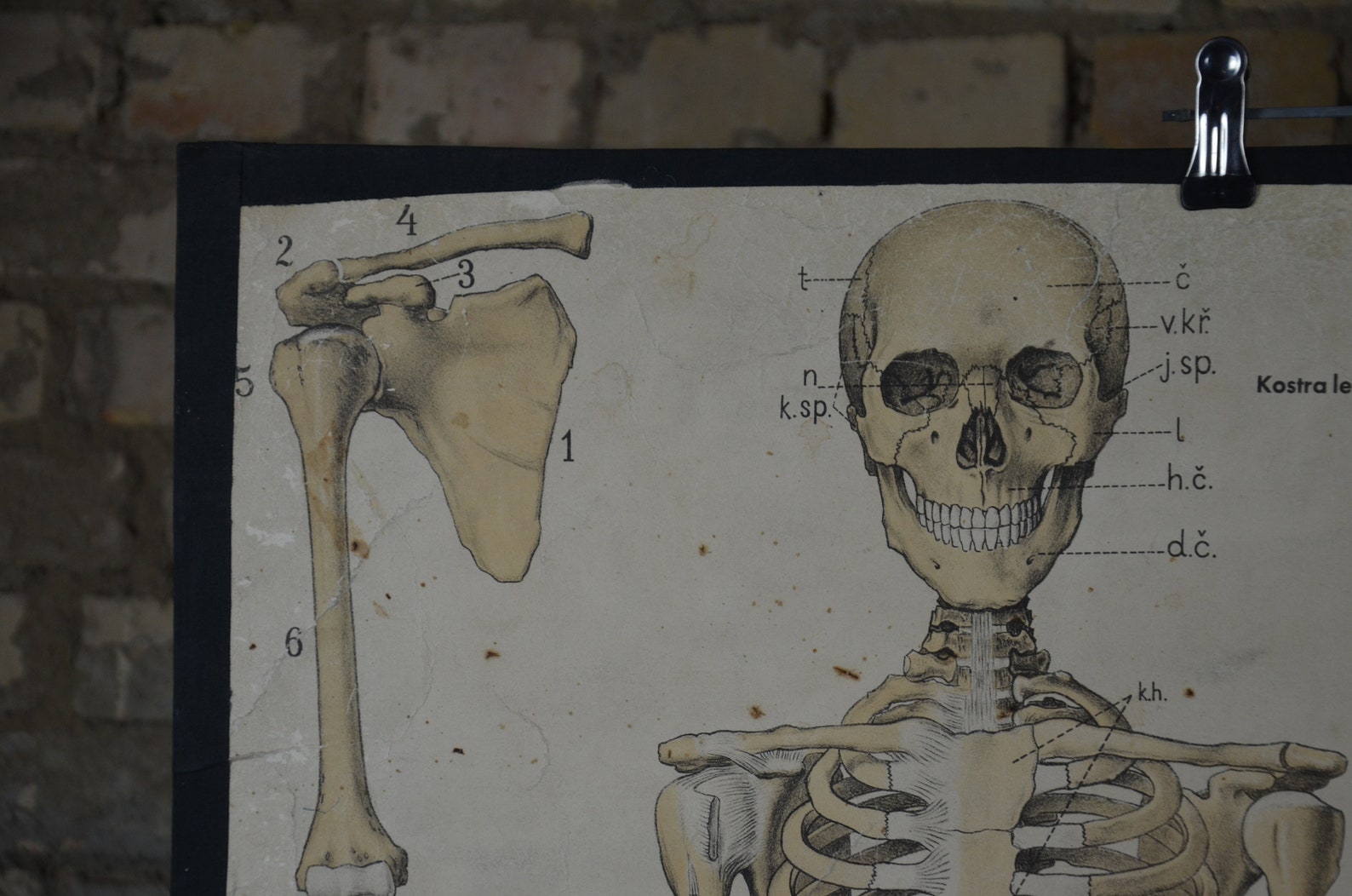 Human Skeleton, Anatomy: Original Vintage Distressed 1950s Educational ...