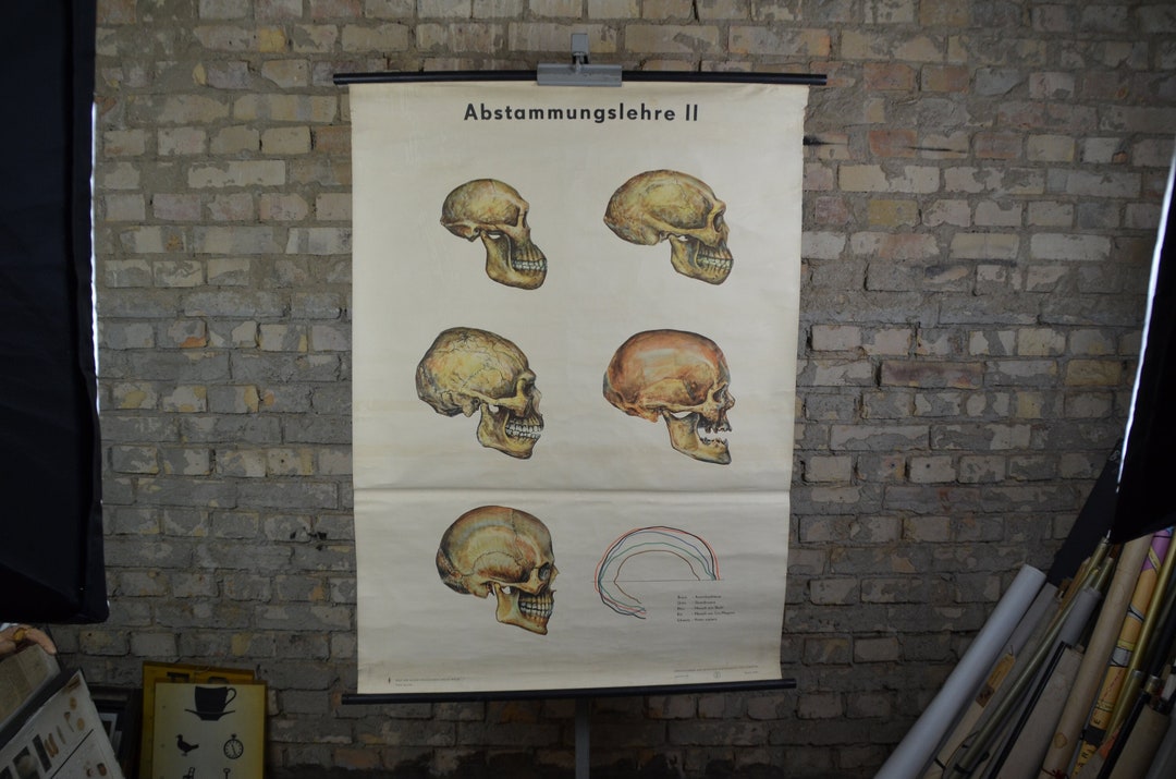 Human Evolution, Hominid Skulls: Original Vintage 1960s German ...