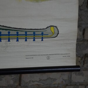 Starfish Anatomy: Original Vintage German Educational Poster Pull Down ...