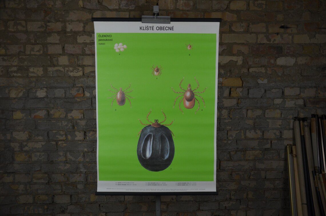 Types of Ticks Parasites: Original Vintage 1980s Czech - Etsy