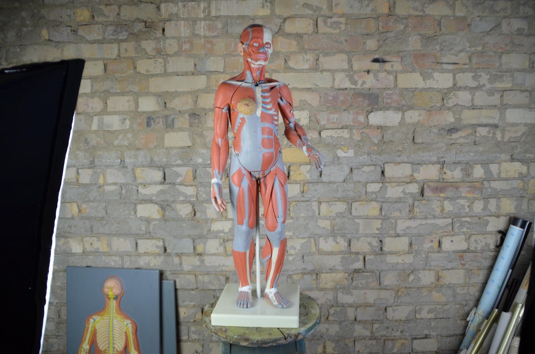 Vintage Full-body Female Ecorché, Muscle Figure: Original 1980s 3B ...