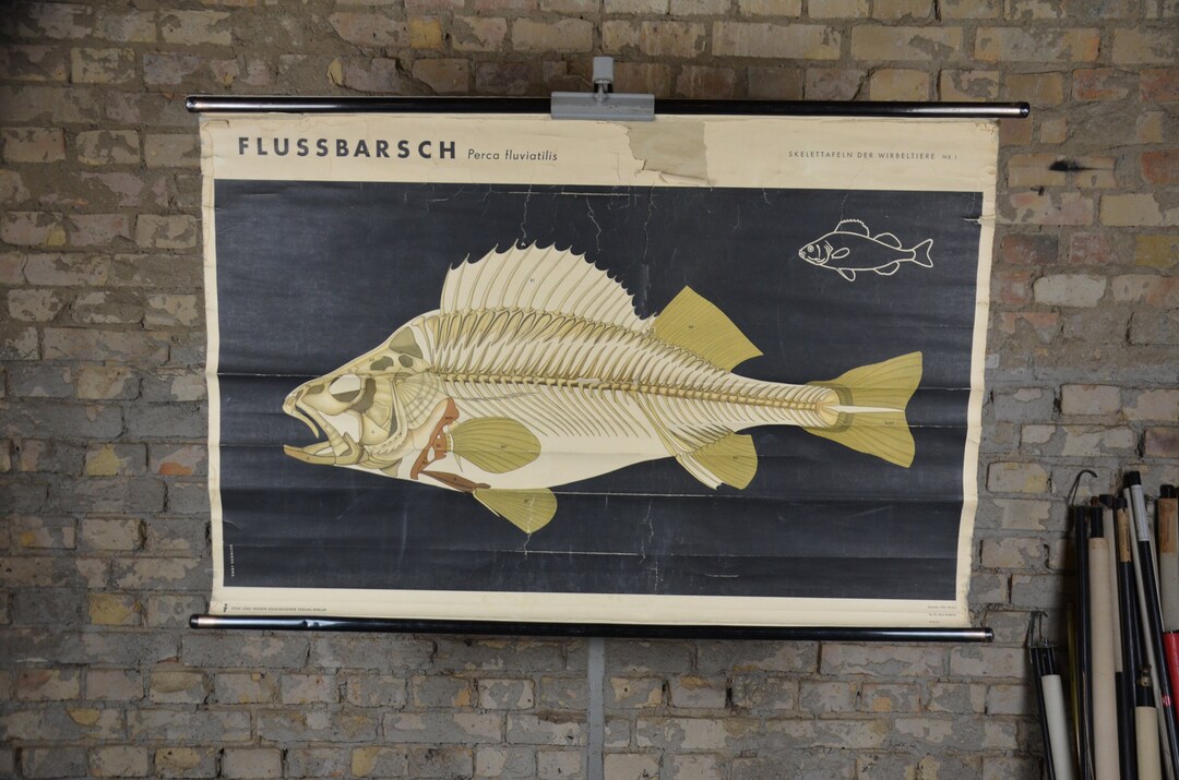 Perch Skeleton, Fish Anatomy: Distressed Original Vintage German 1950s ...