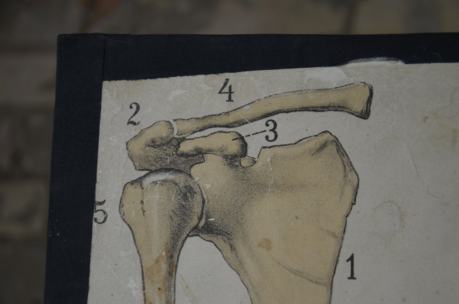 Human Skeleton, Anatomy: Original Vintage Distressed 1950s Educational ...