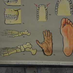Human Evolution, Primate Skulls & Feet: Original Vintage 1960s Czech ...