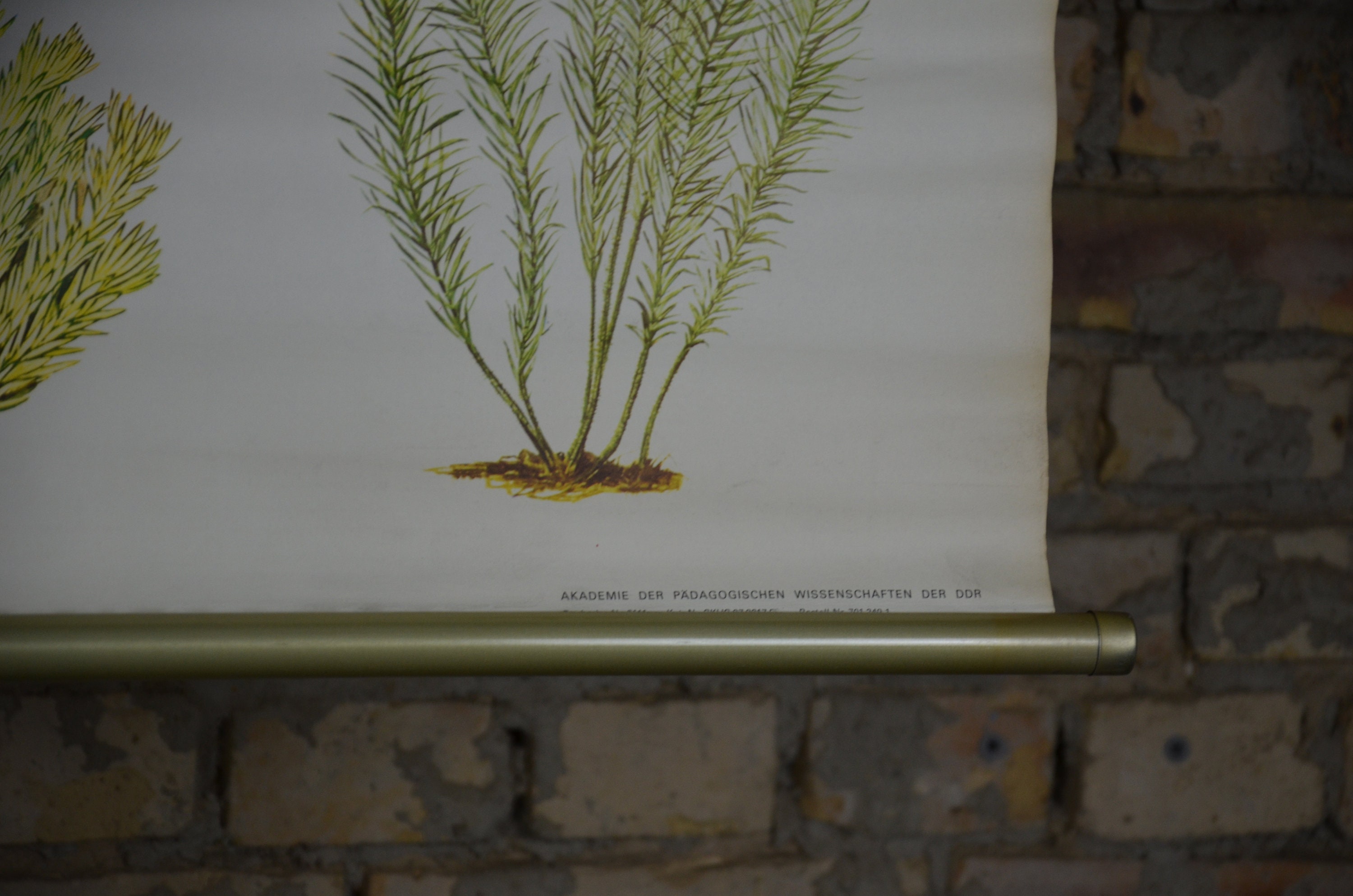 Types of Moss: Large Original Vintage 1960s German Educational Poster ...