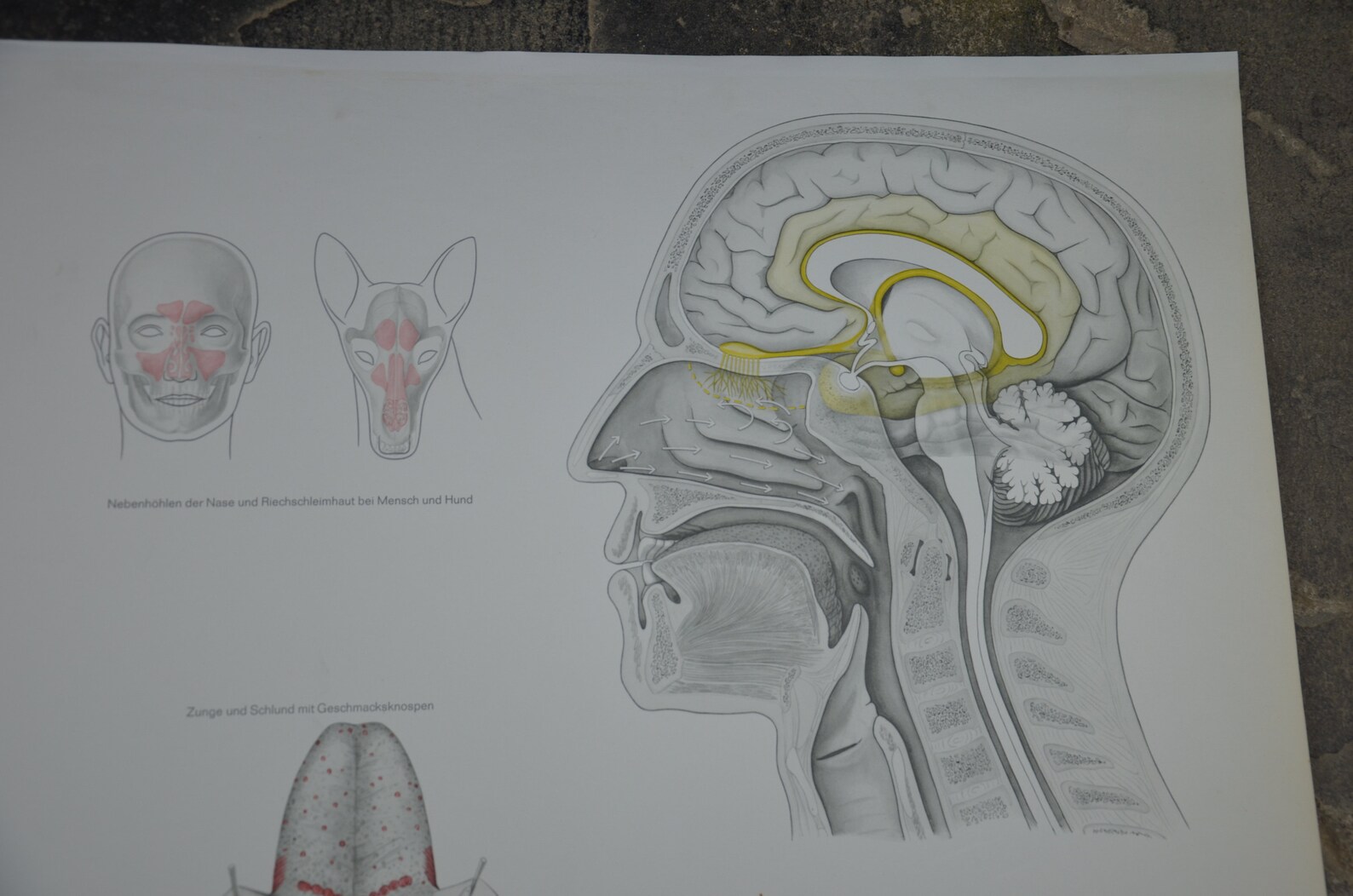 Sense of Taste Human & Dog Anatomy: Original Vintage 1960s | Etsy