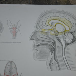 Sense of Taste, Human & Dog Anatomy: Original Vintage 1960s German ...