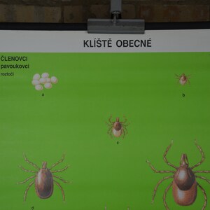 Types of Ticks Parasites: Original Vintage 1980s Czech - Etsy