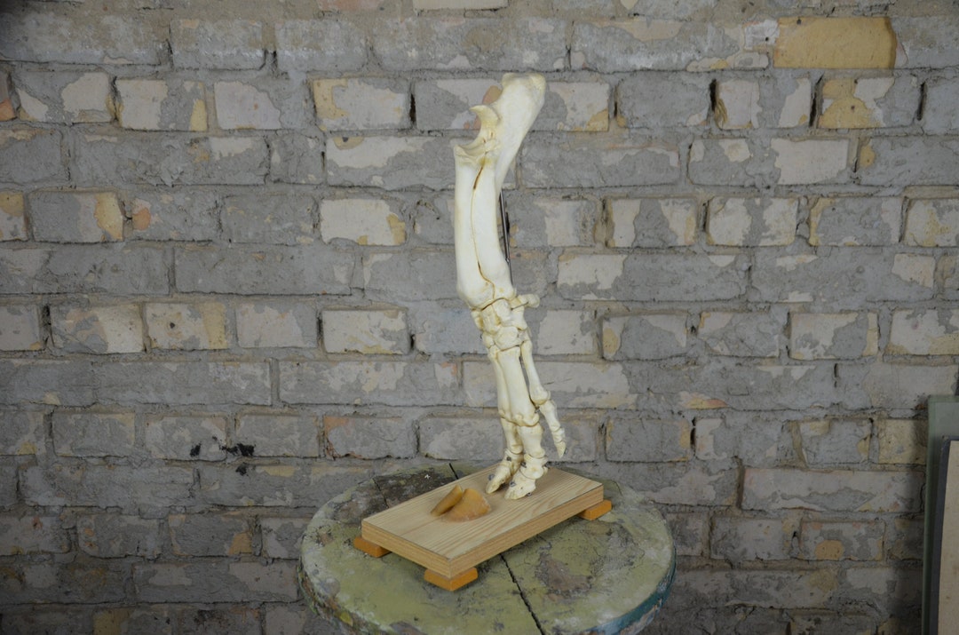 Pig Foot Anatomy, Antique Anatomy Model: Original 1970s Educational ...