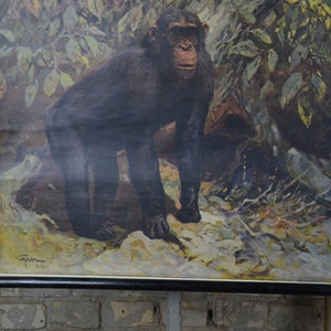 Chimpanzee, Primate: Original Antique 1920s German Educational Poster ...