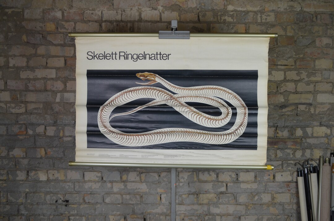 Grass Snake Skeleton, Natrix Natrix: Original Vintage 1980s German Mid ...