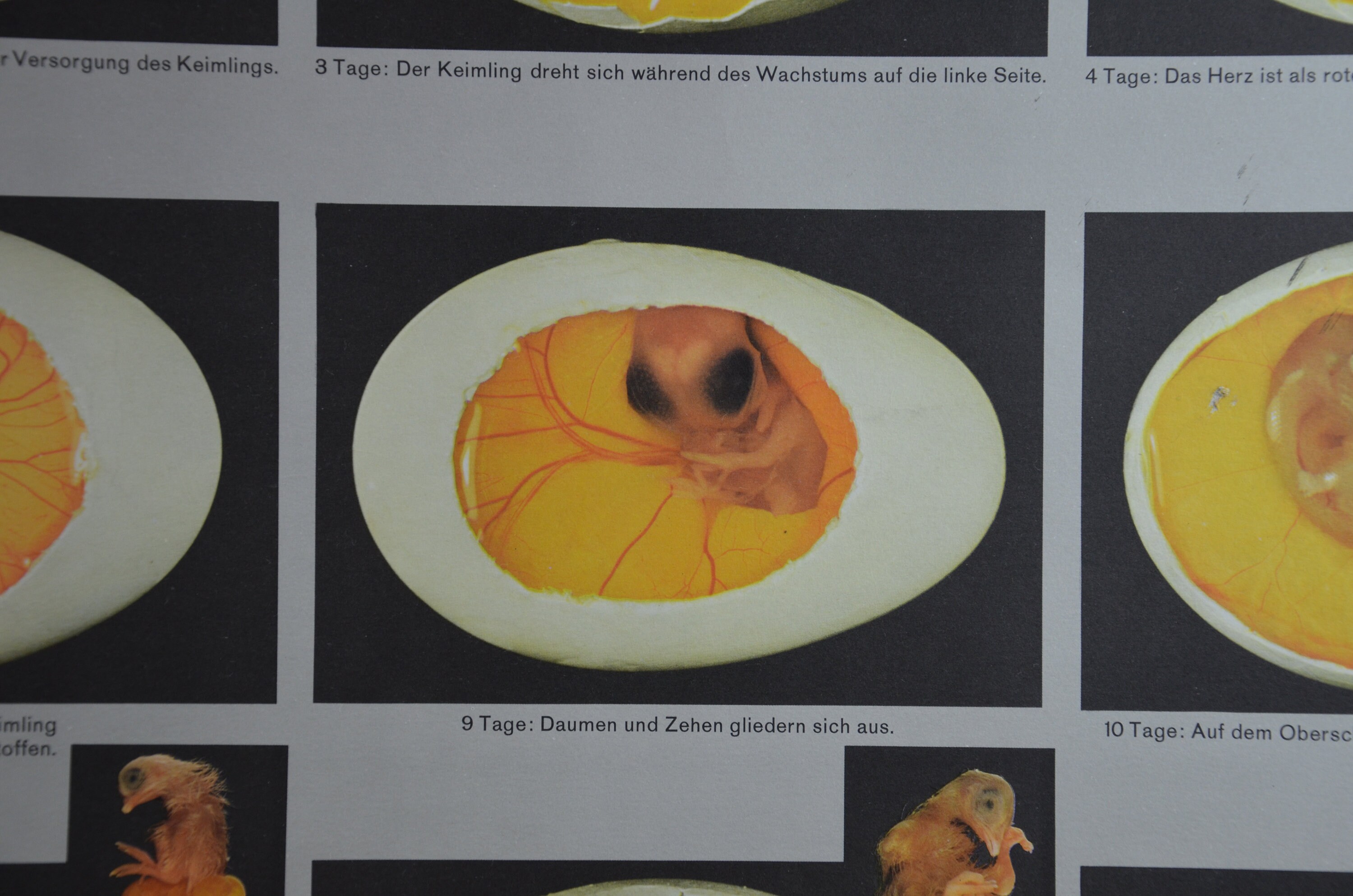 Original Vintage 1970s School Wall Chart Science Biology Egg - Etsy