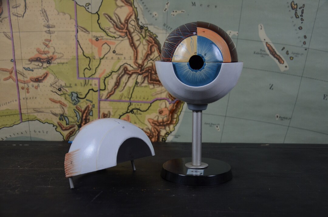 Eye, Human Anatomy: Vintage Anatomical Model Original 1960s German ...