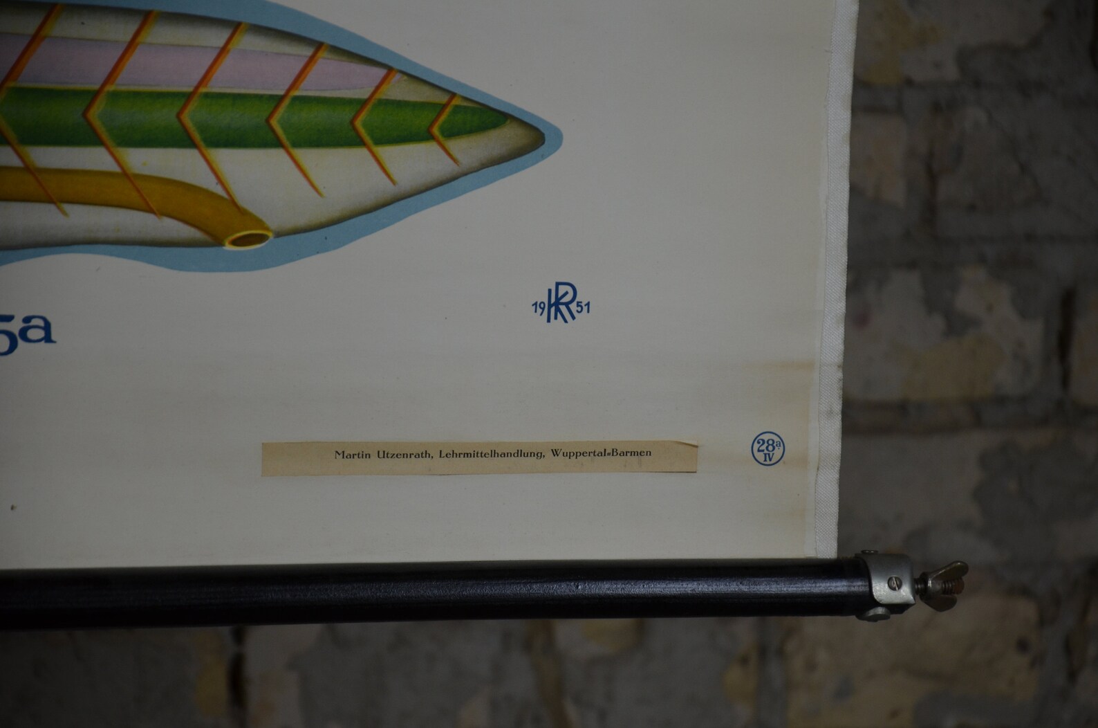 Branchiostoma, Lancelets Anatomy: Original Vintage 1920s German ...
