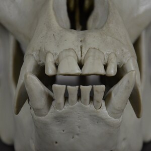 SOMSO Adult Gorilla Skull: Impressive Anatomical Model Original Vintage ...