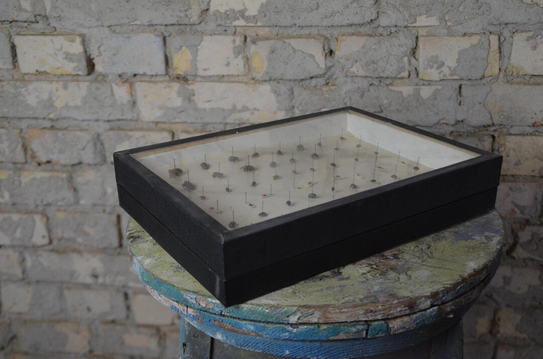 Antique Entomology Shadowbox, Beetles: Original 1950s Educational ...