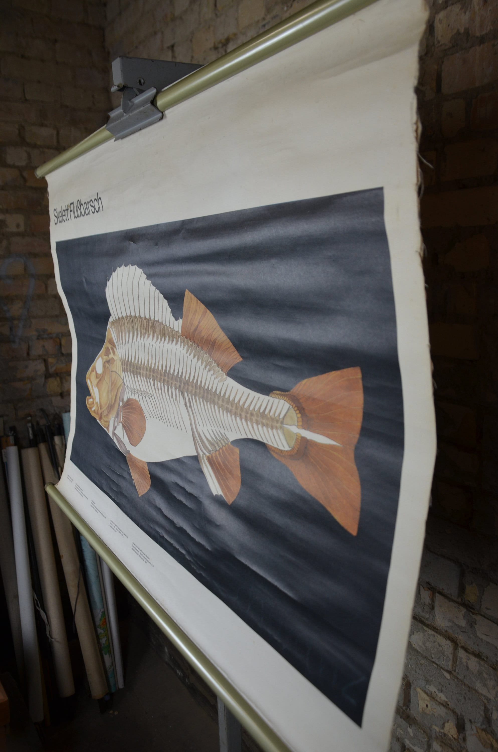 Perch Skeleton Fish Anatomy: Minimalist Original Vintage - Etsy