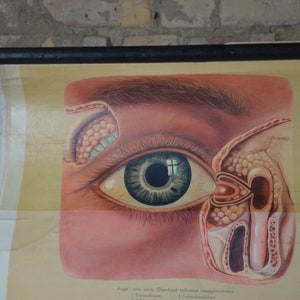 Human Eye, Vision, Anatomy: Original Vintage 1960s German Educational ...