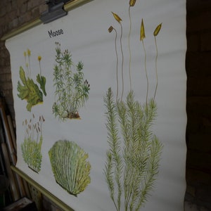 Types of Moss: Large Original Vintage 1960s German Educational Poster ...