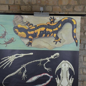 Fire Salamander: Jung Koch Quentell Original Vintage German 1970s ...