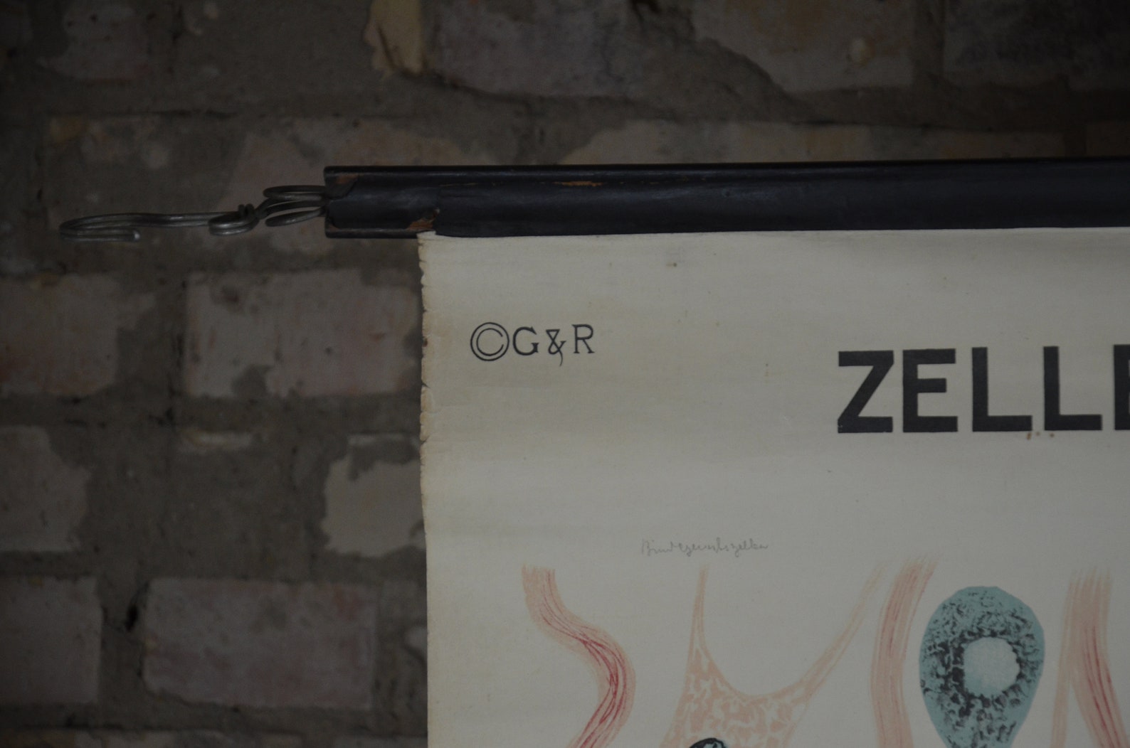 Types of Animal Cells: Original Antique 1920s Educational Poster School ...