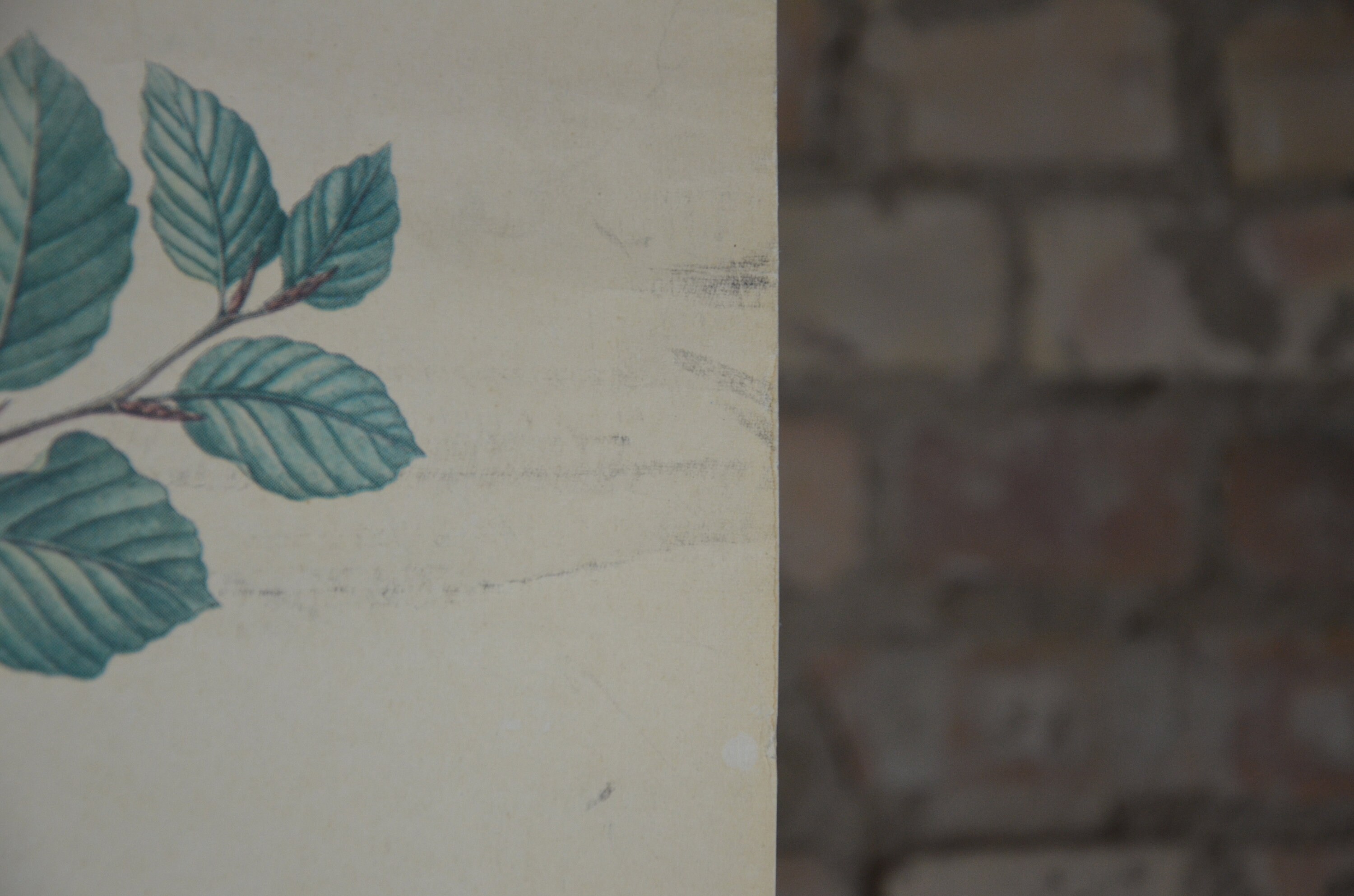Common Beech Tree, Fagus Sylvatica: Original Vintage 1980s Czech ...