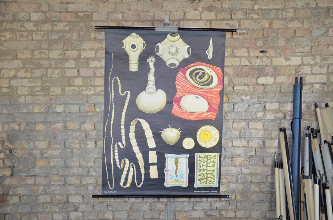 Tapeworm, Intestinal Parasite: Original Vintage 1960s German ...