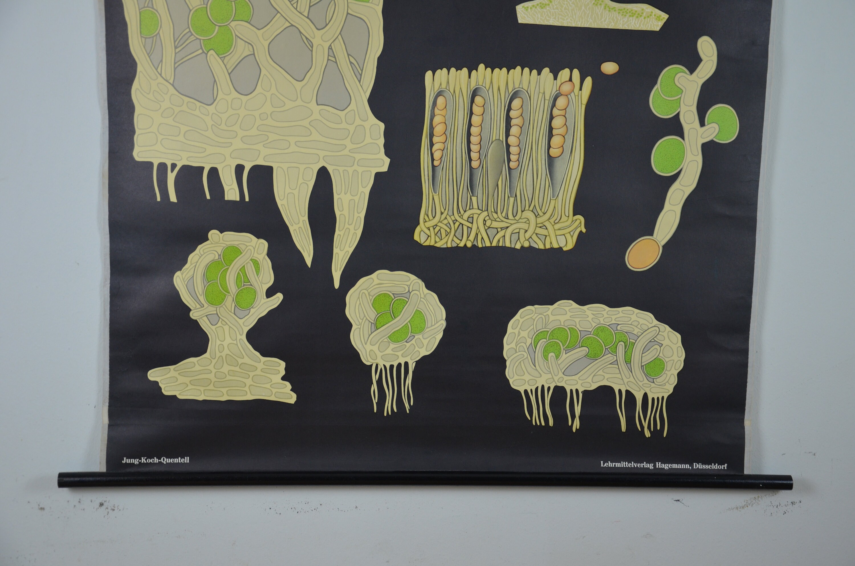 Lichen: Original Vintage German 1960s Educational Poster Roll | Etsy