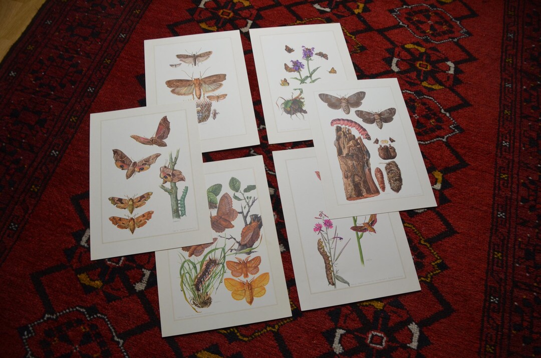 Moth Species: Set of 6 Original Vintage 1950s Scientific Zoology Prints ...