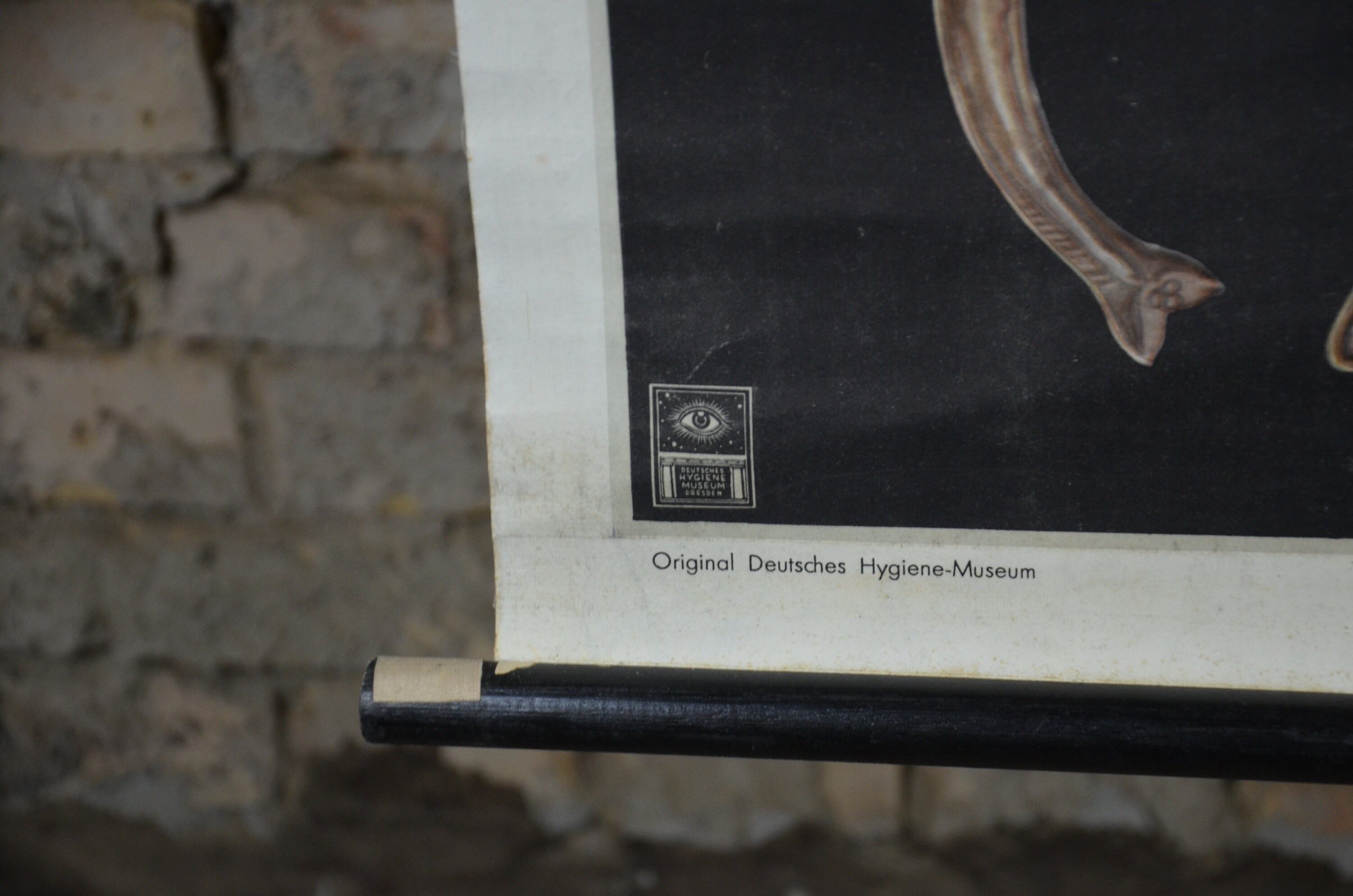 Tapeworm, Intestinal Parasite: Original Vintage 1950s German ...