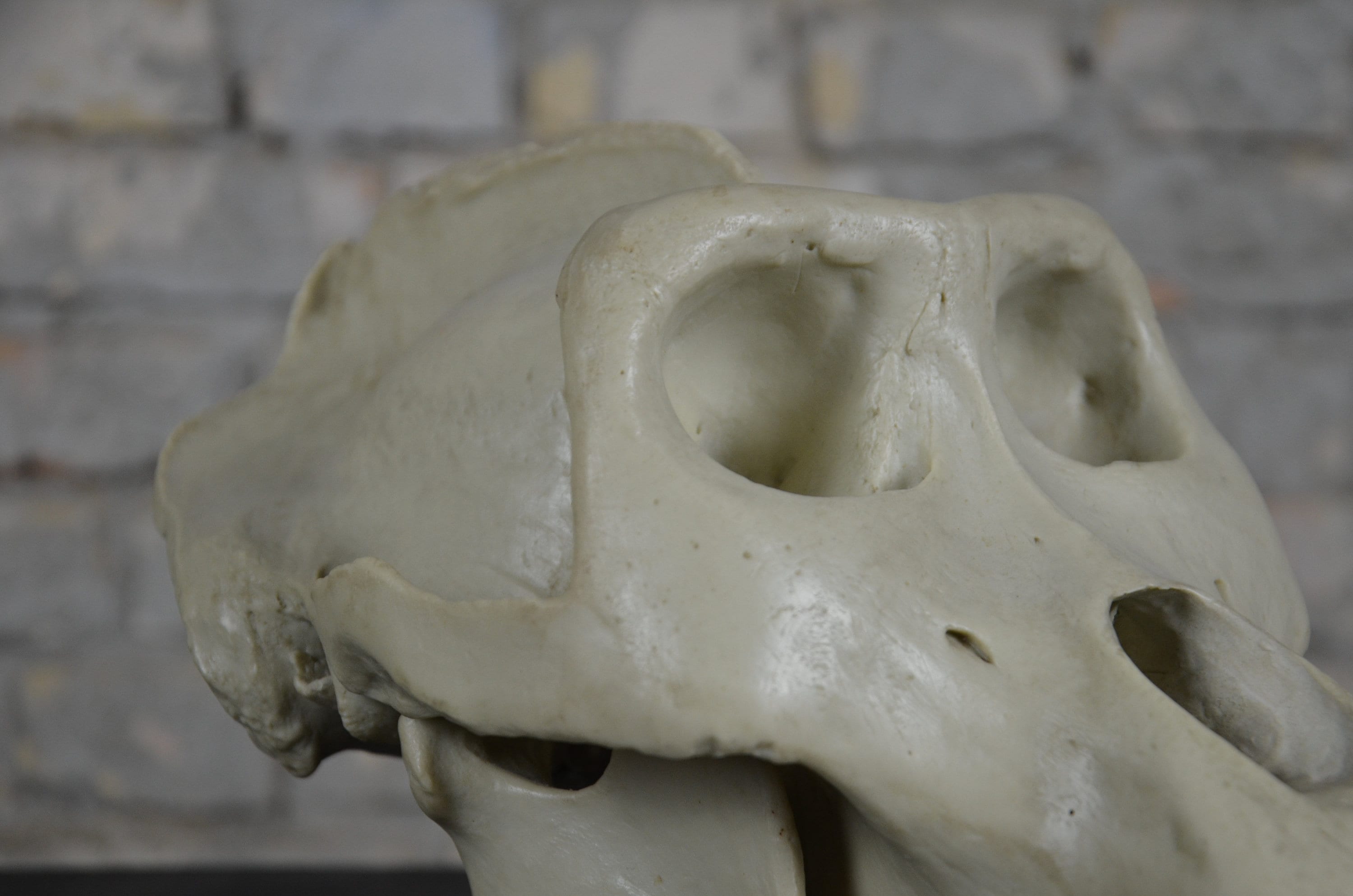 SOMSO Adult Gorilla Skull: Impressive Anatomical Model Original Vintage ...