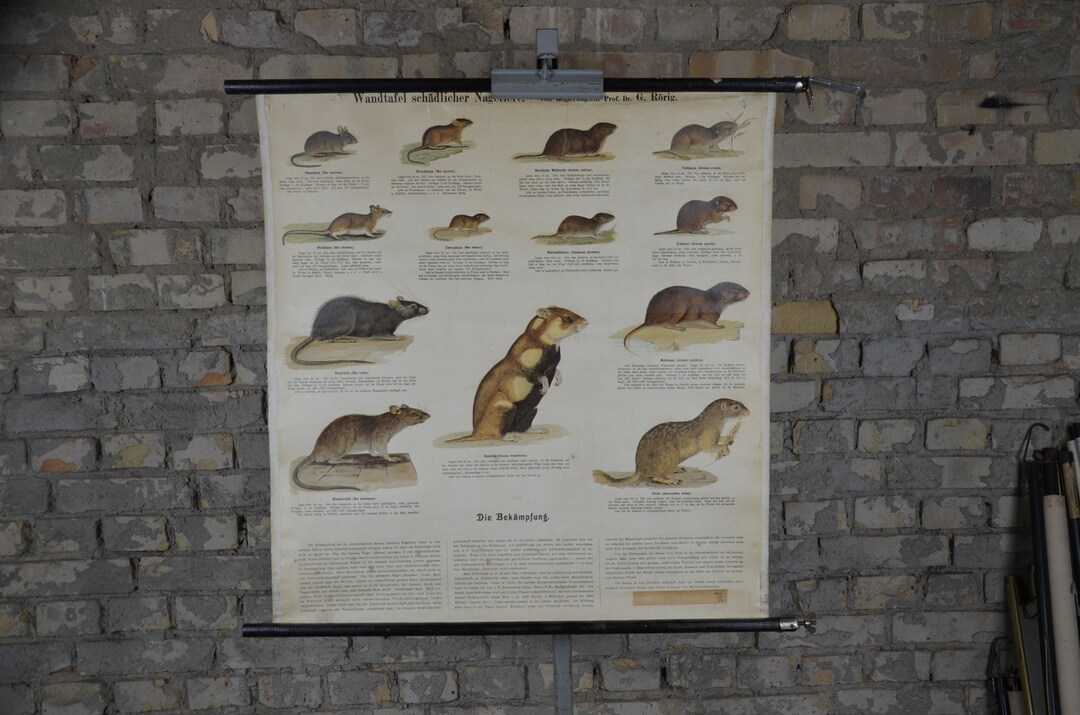 Rodents Mice, Hamster, Rats: Original Antique Ca. 1910 German ...