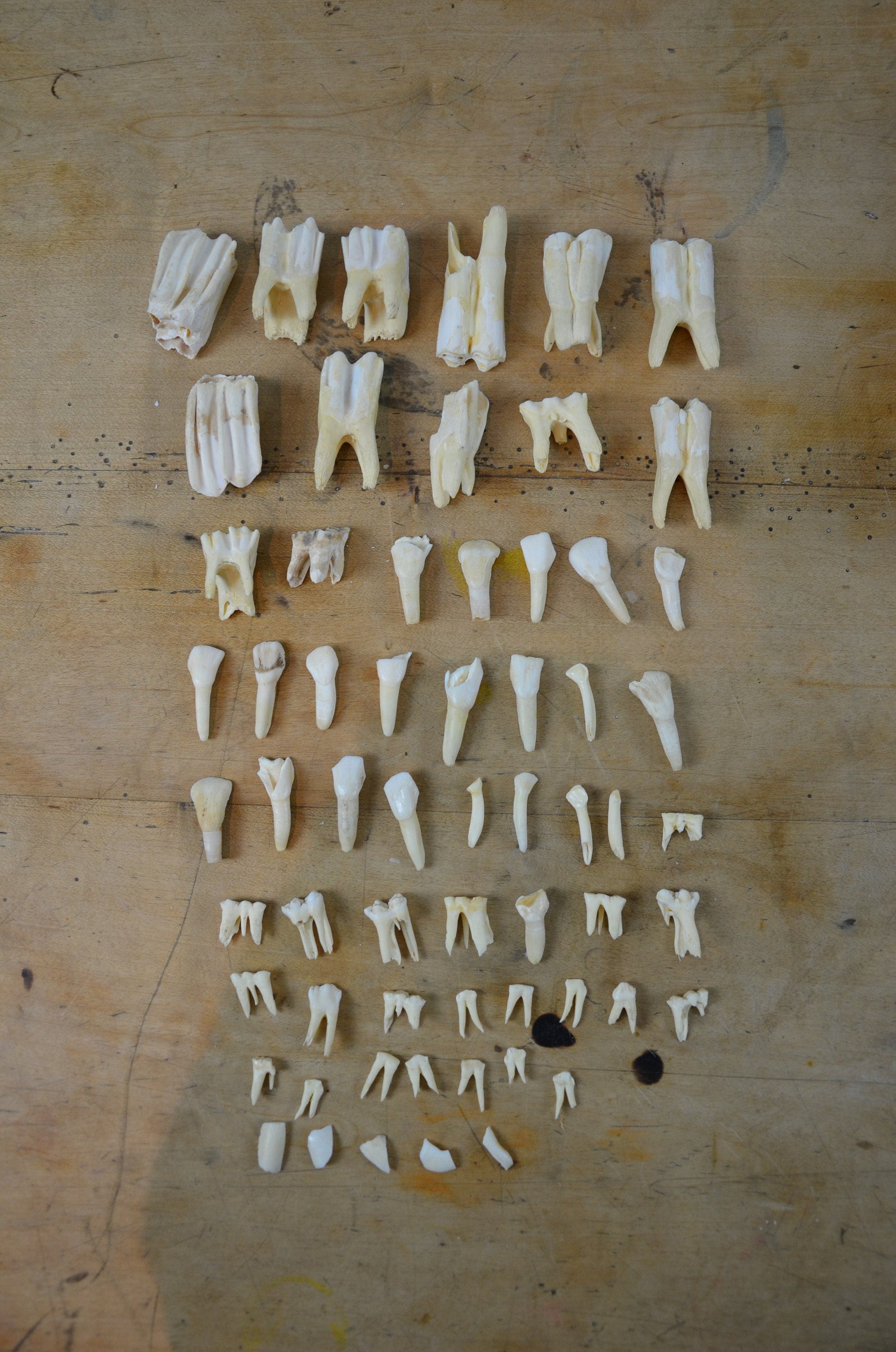 Real teeth collection: mammal bones anatomical original | Etsy