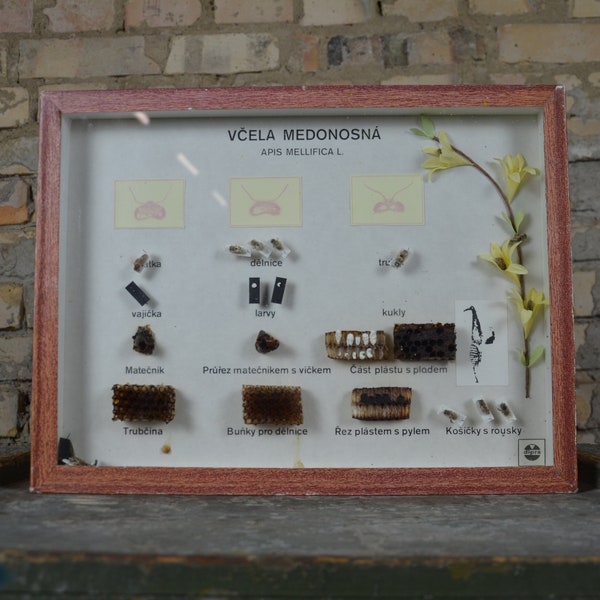 Insect Collection - Etsy