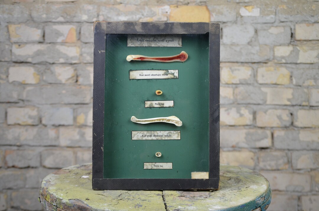 Mammal & Bird Bone Anatomy, Antique Specimen Display: Original 1950s ...